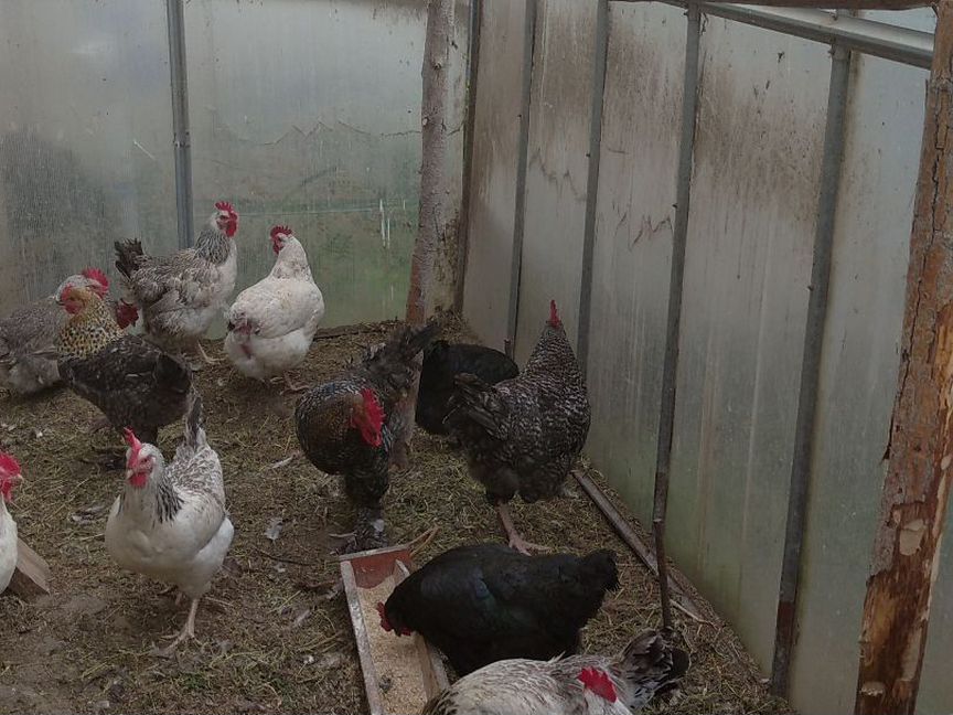 Петухи мараны