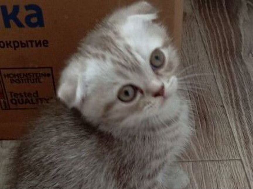 Шотландский вислоухий котенок