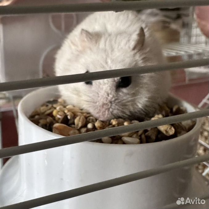 Джунгарские хомячки с клеткой