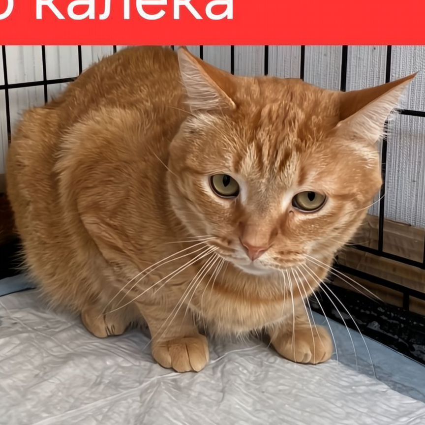 Взрослый кот в добрые руки