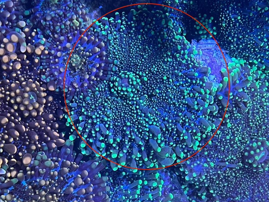 Кораллы для морского аквариума