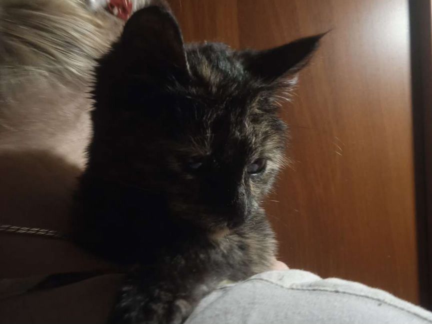 Котëнок в добрые руки