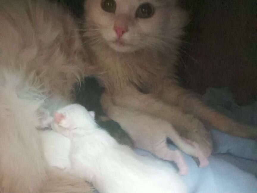 Котята отдам бесплатно