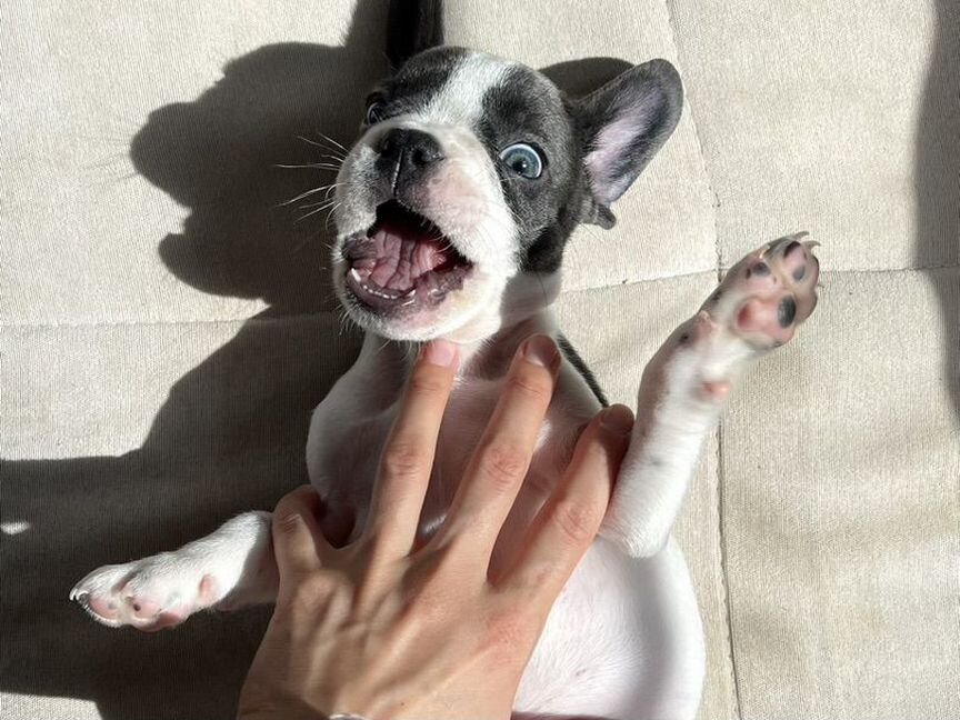 Мальчуган француз 2 месяца