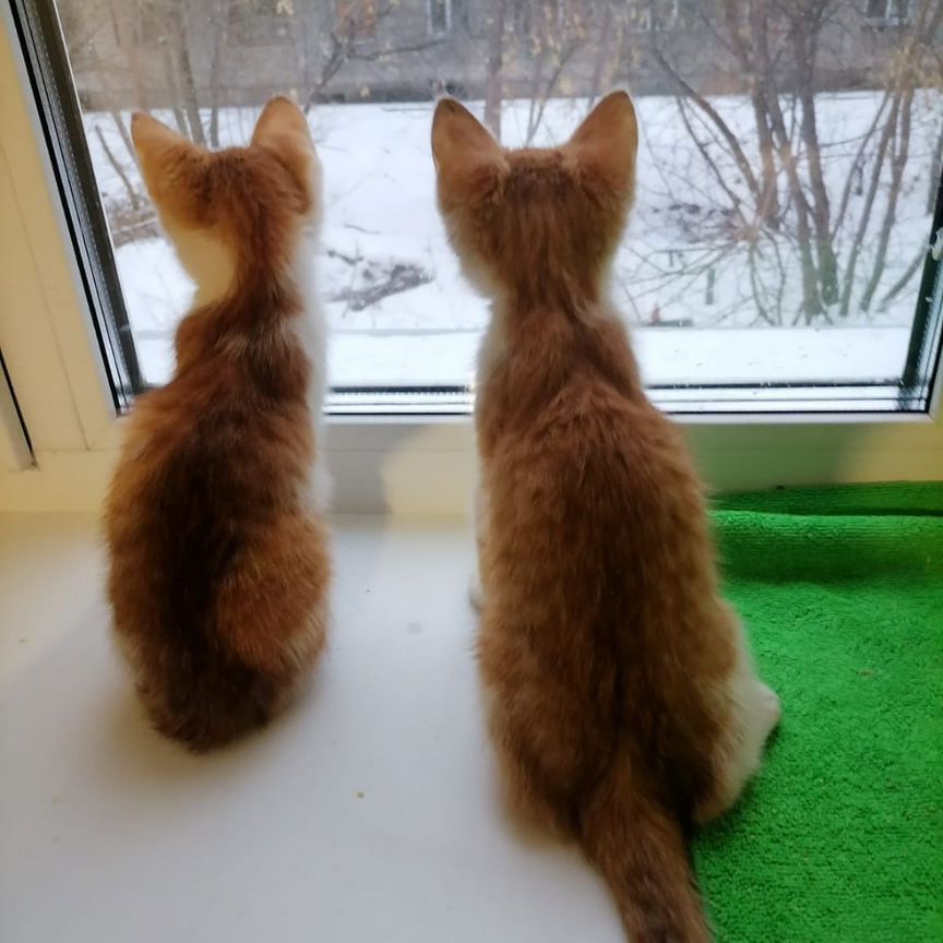 Котята