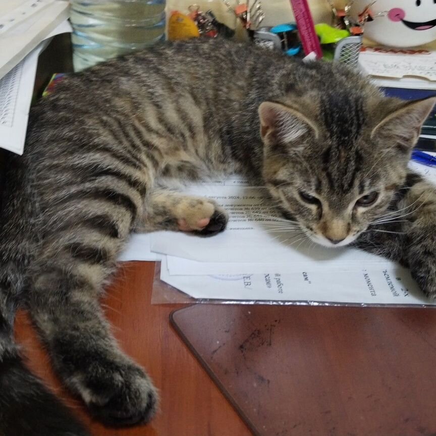 Котенок в добрые руки