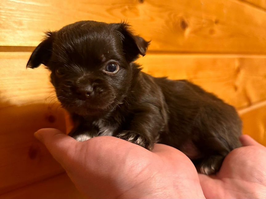 Чихуа хуа щенки