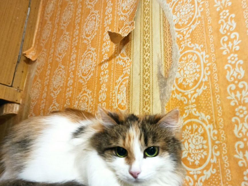 Сима хочет стать нужной