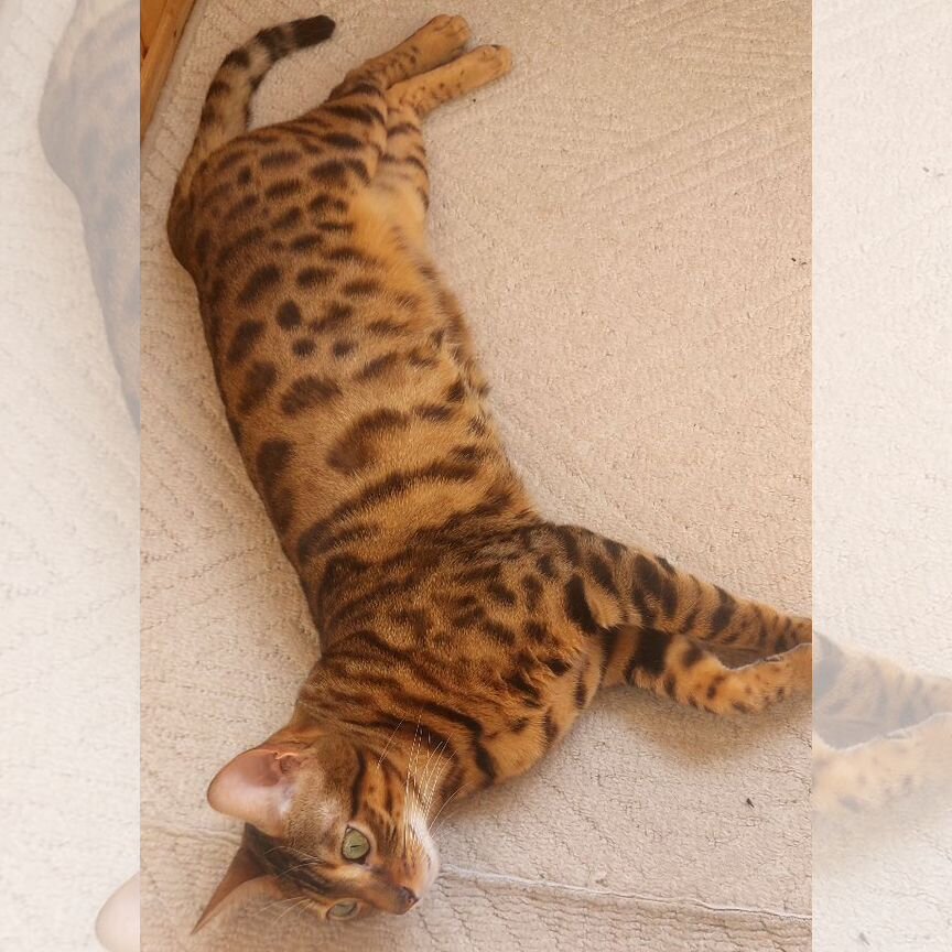 Бенгальская кошка