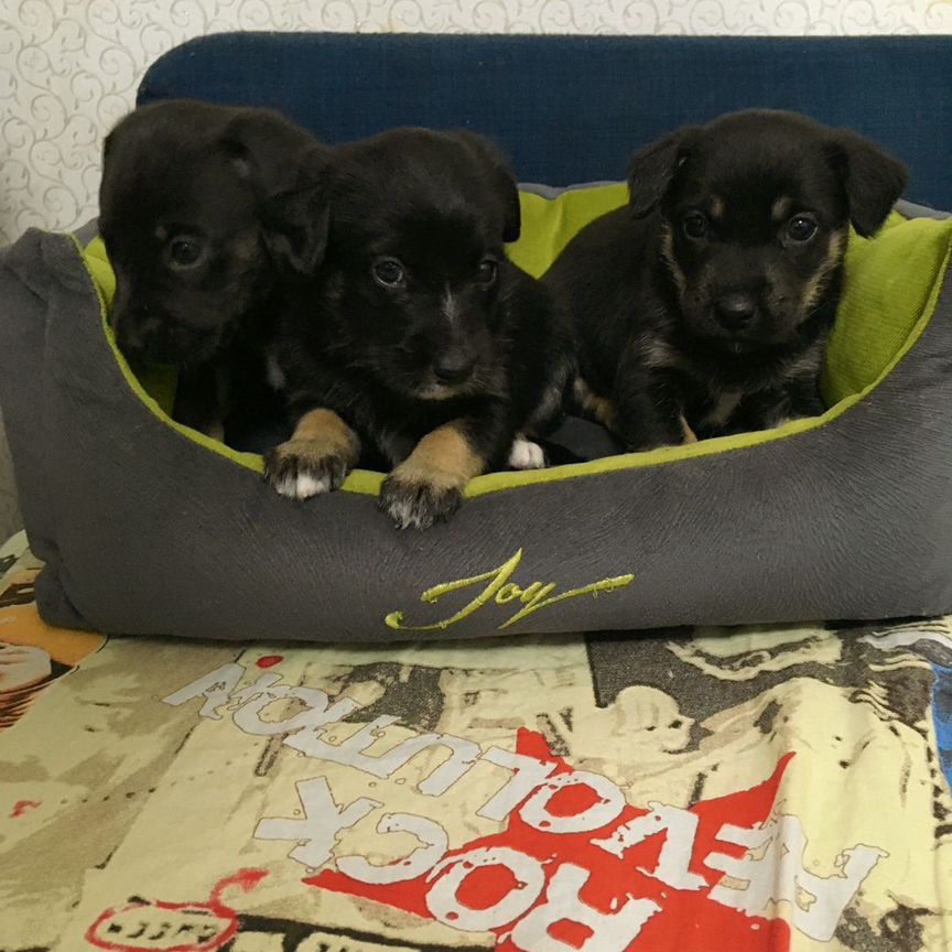 Пинчер,щенки