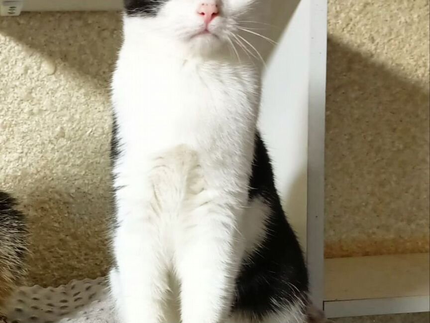 Котёнок Венера (5 месяцев) в дар бесплатно