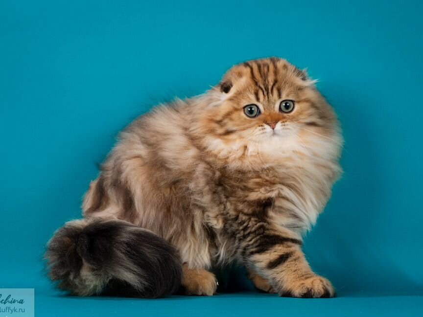 Шикарный вислоухий котик хайленд золотой мраморный
