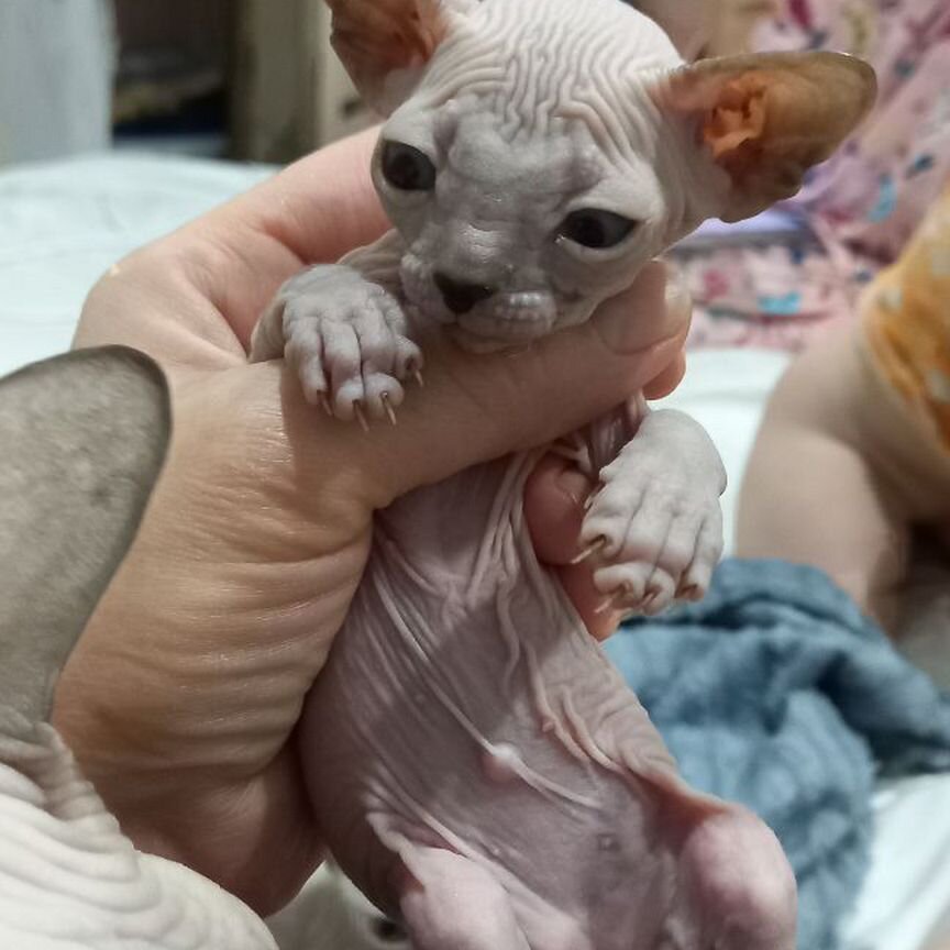 Донской сфинкс котёнок