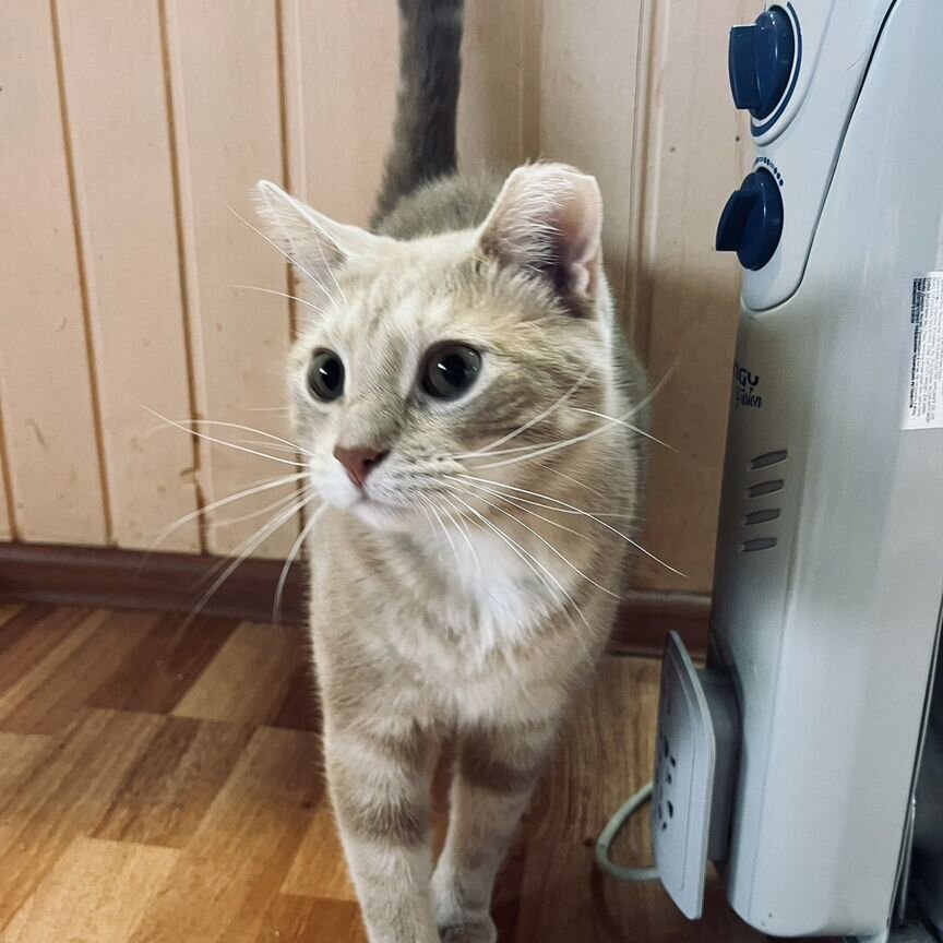Кот эгоист ищет дом