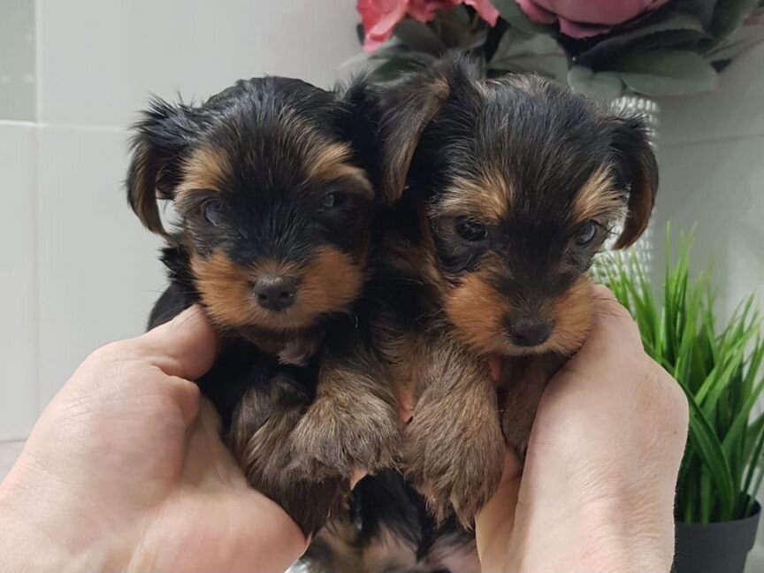 Йоркширский терьер мини