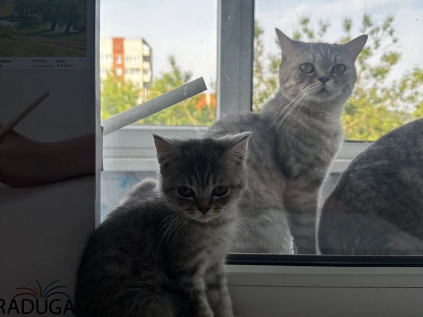 Котёнок