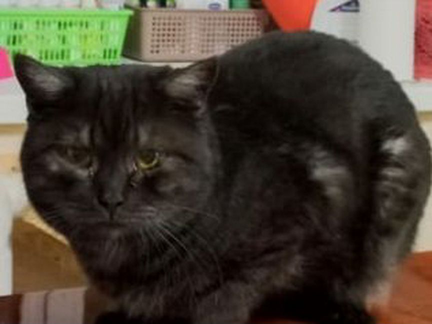 Ищем хозяина котику