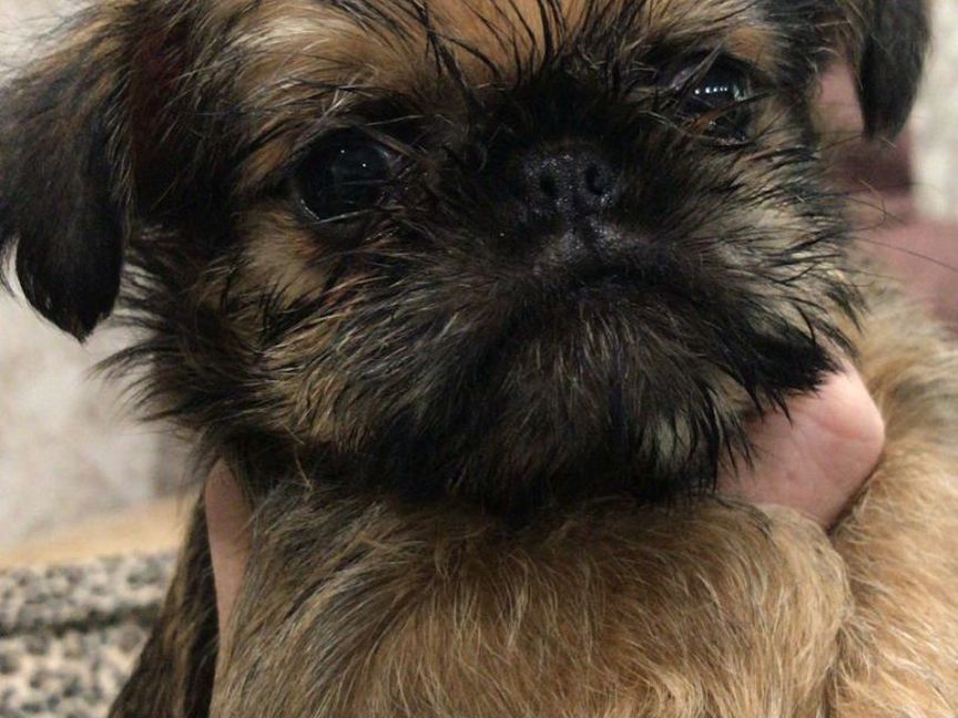 Брюссельский гриффон