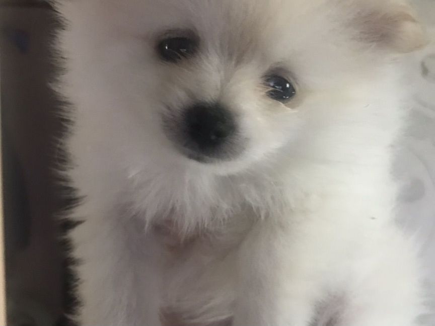 Померанский шпиц