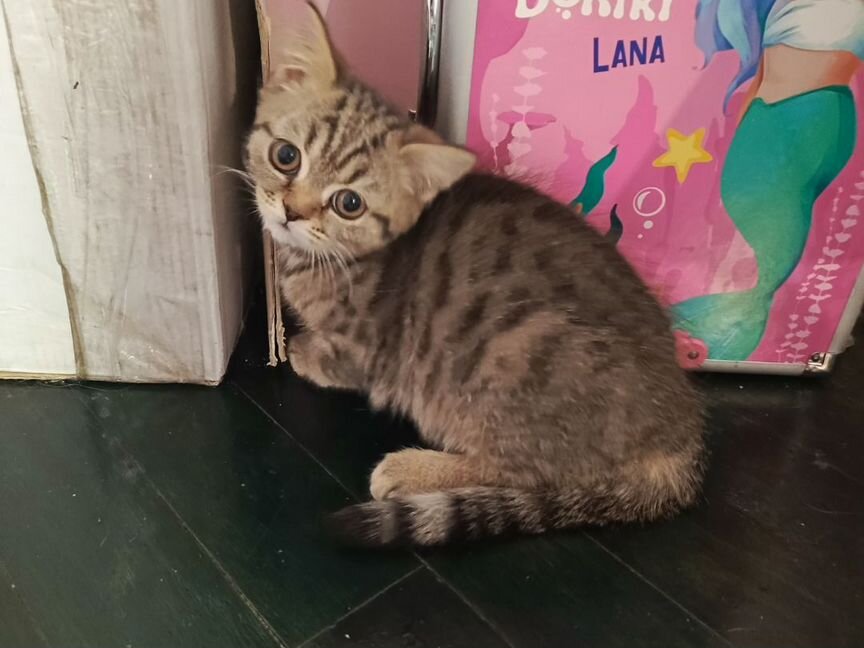 Шотландская кошечка за шоколадку