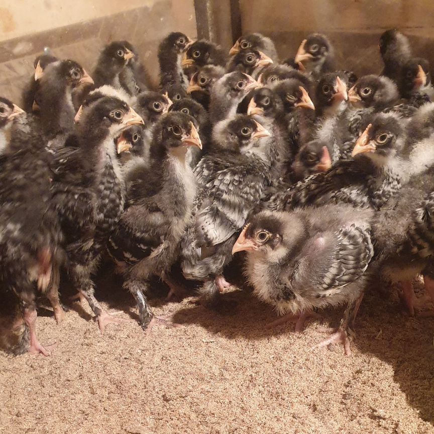 Цыплята мехеленской кукушки