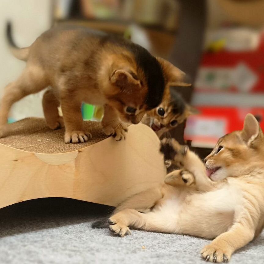 Абиссинский котёнок
