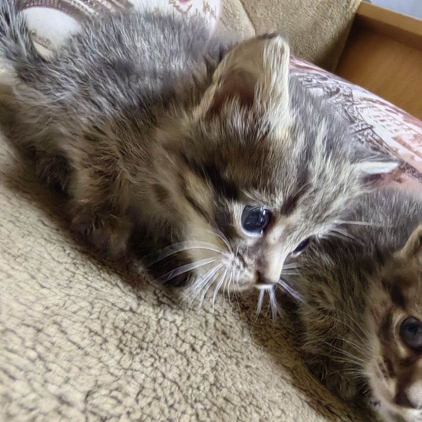 Отдам котят в добрые руки