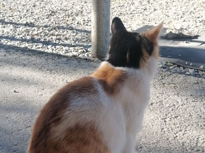 Кошечка