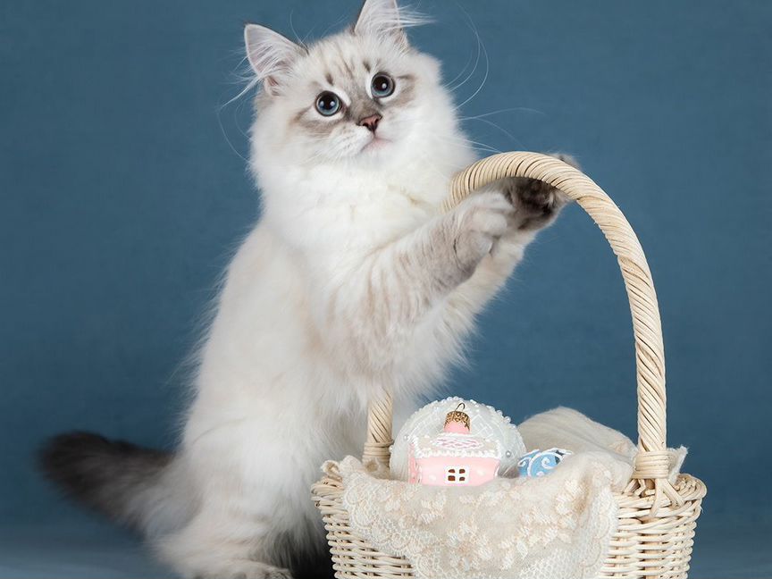 Очаровательная барышня