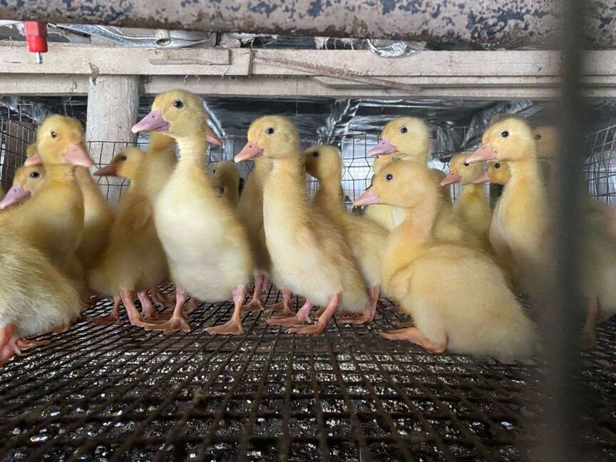 Утята агидель