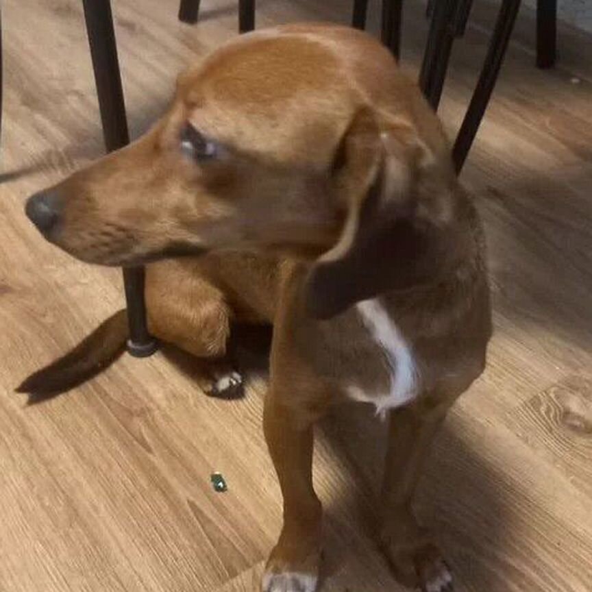 Такса, щенок