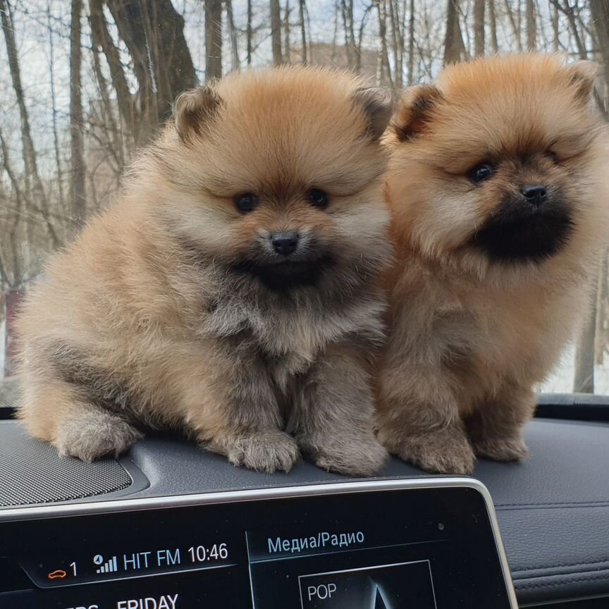 Красотуля помочка мини и Ко. шпицы