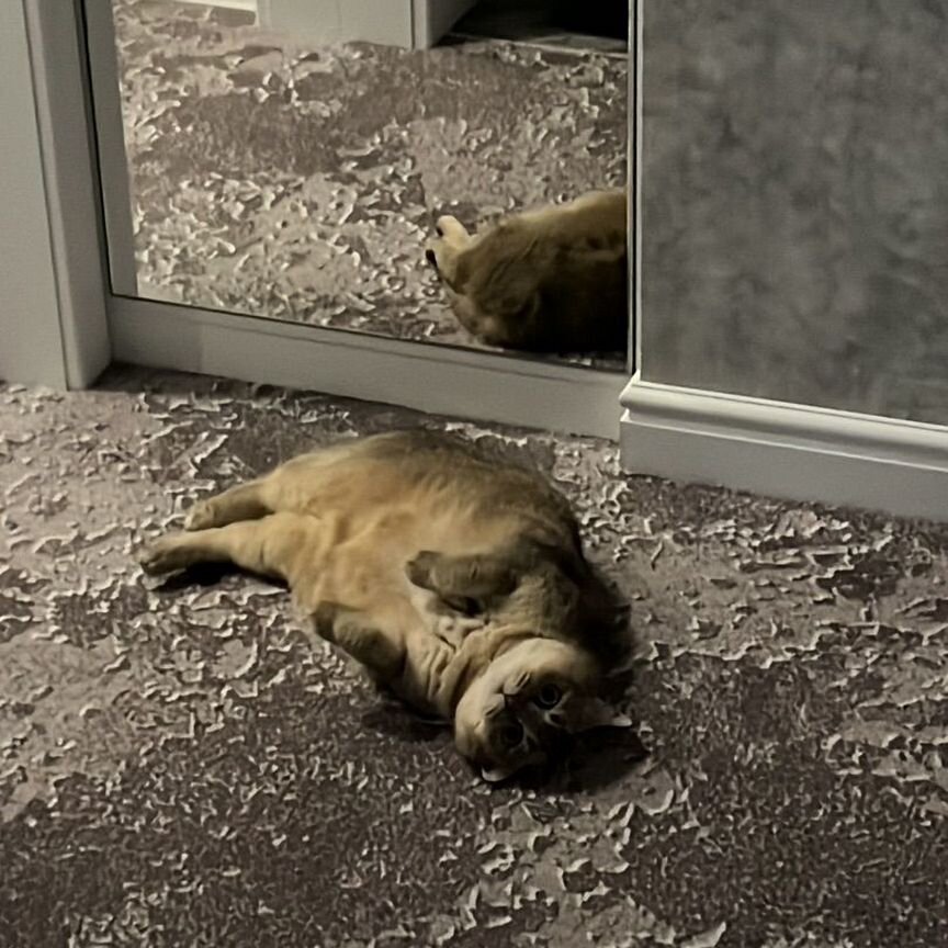 Кошка британка прямоухая