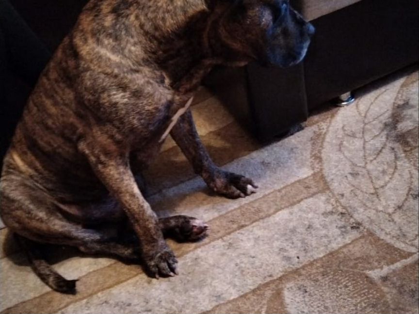 Собака для случки