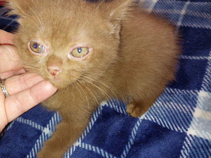 Британская девочка Циннамон