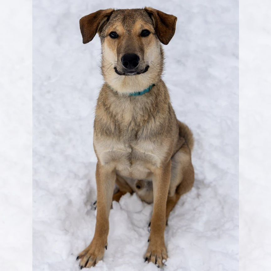 Щенок в добрые руки