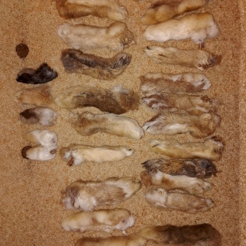 Кроличья лапка