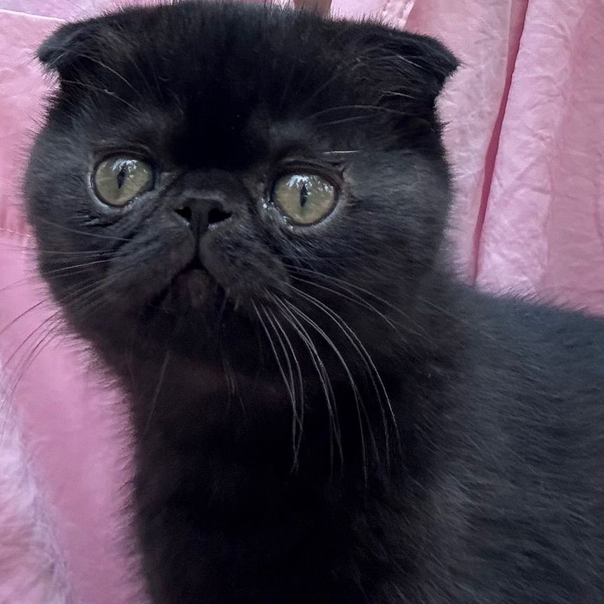 Экзотический короткошёрстный котёнок