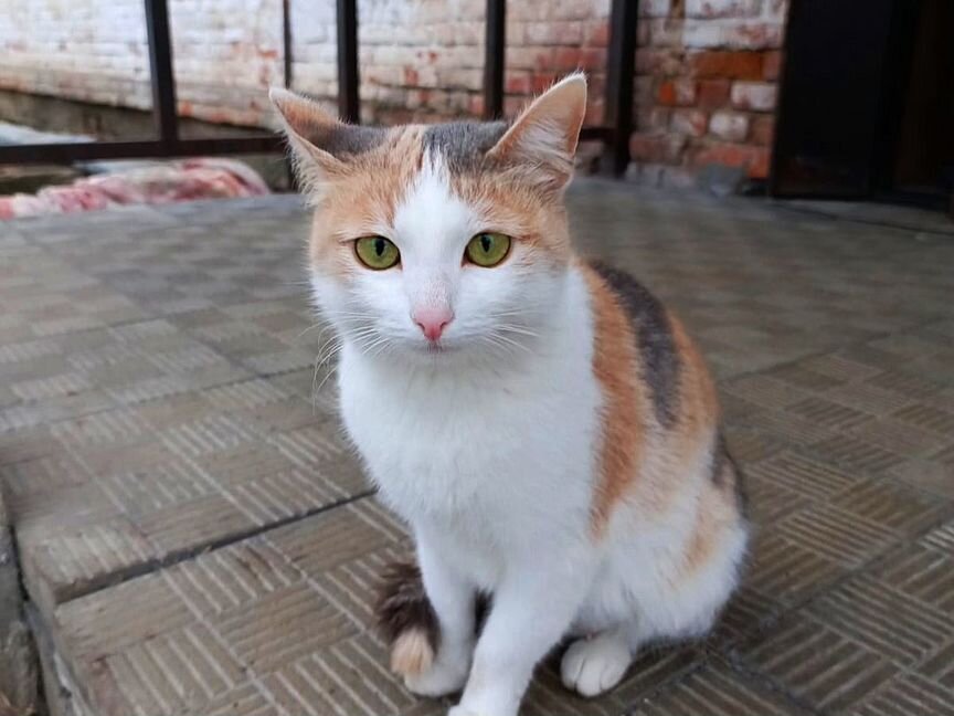 Букет из девчат