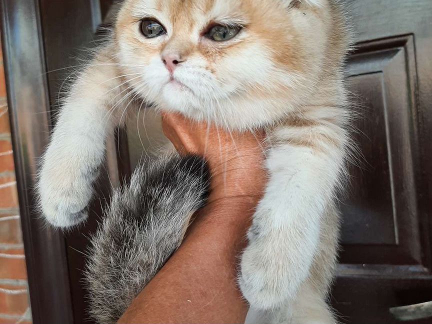 Шотландские золотые котята