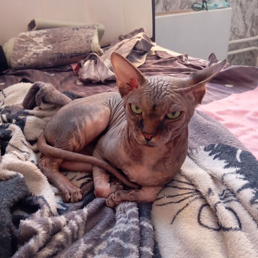 Канадский сфинкс