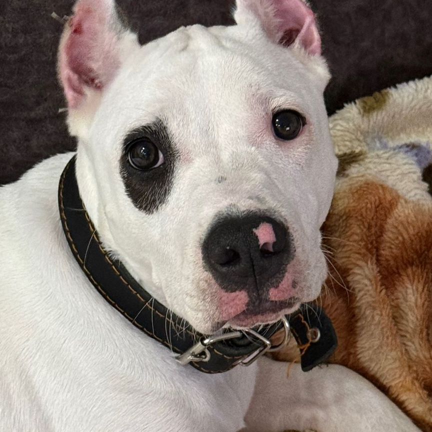 Американский стаффордширский терьер, щенок