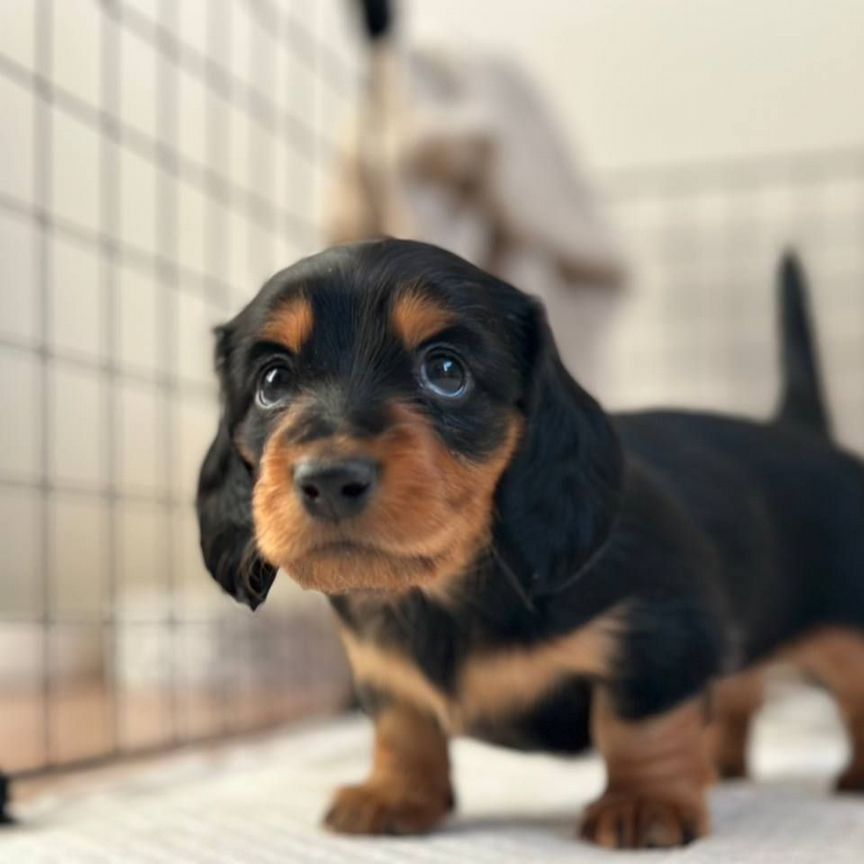 Карликовая такса, щенок