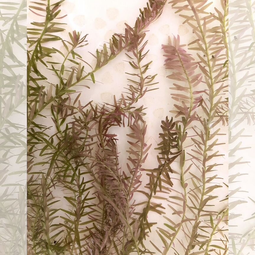 Ротала индика