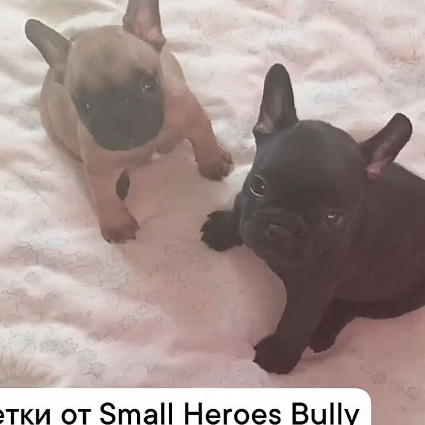 Французский бульдог, щенок