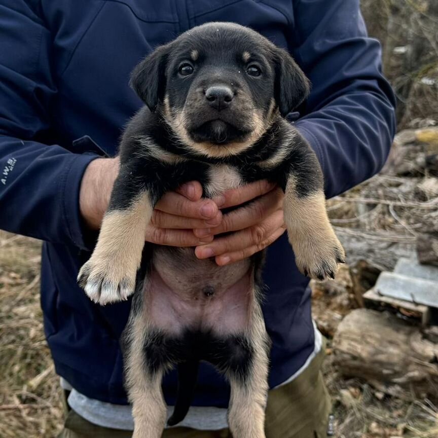 Щенки в дар