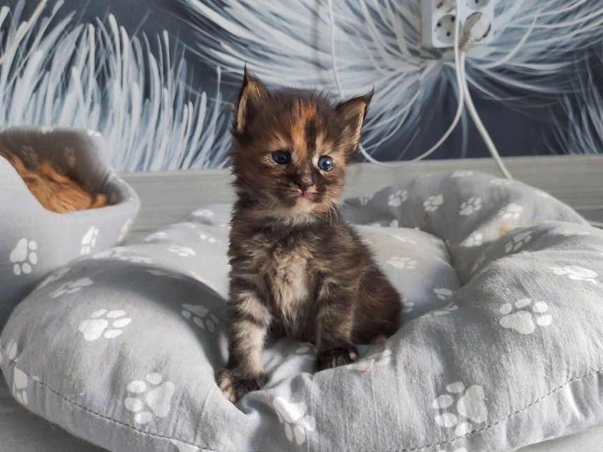 Котята мейн-кун