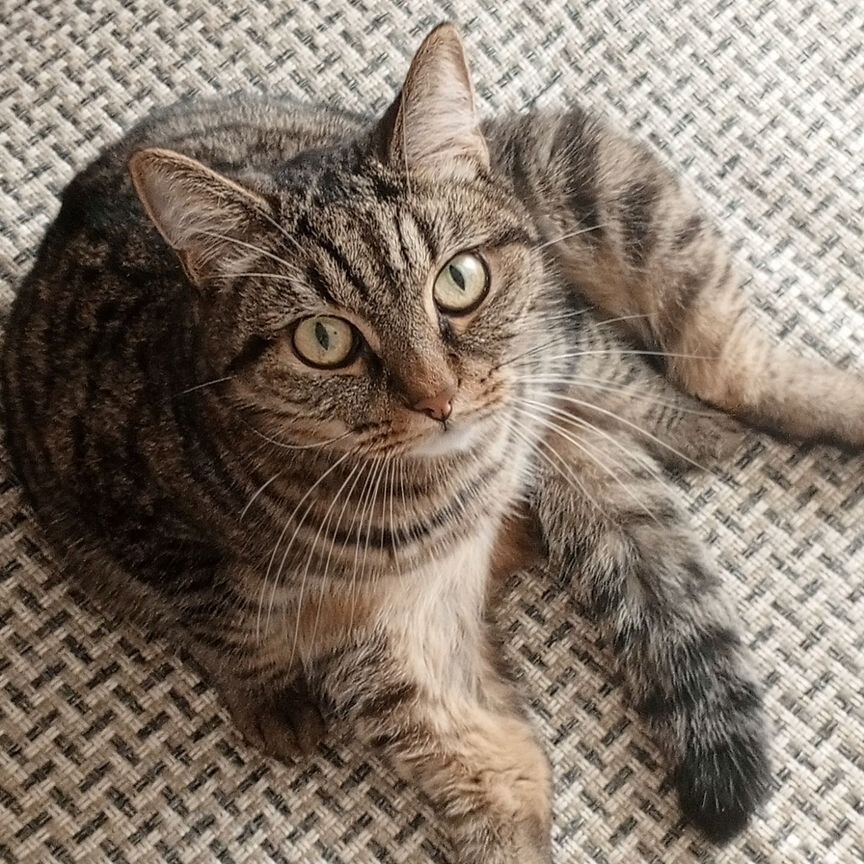 Кот в добрые руки бесплатно