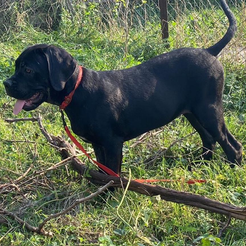 Щенки кане корсо девочки черные