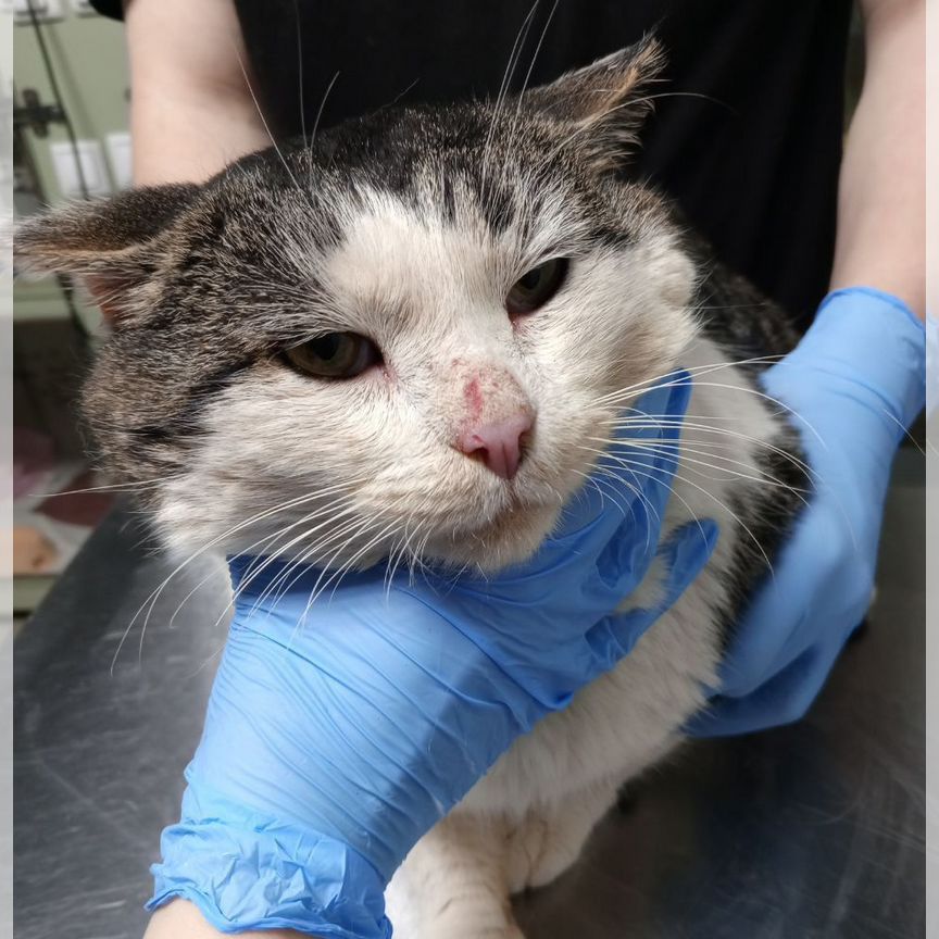 Взрослый кот в добрые руки